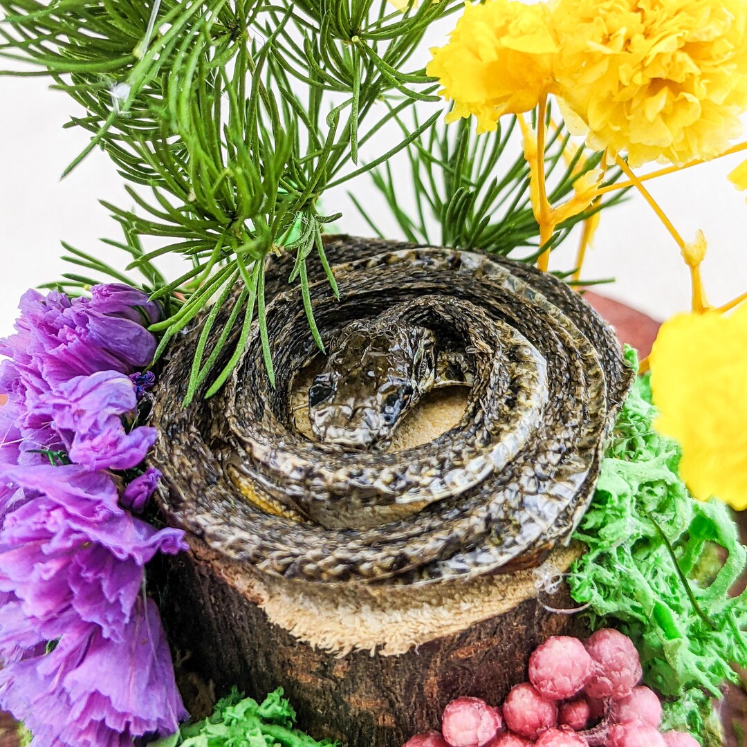 Snake Pit Viper Baby Glass Dome Taxidermy Oddities Curiosities Display ...