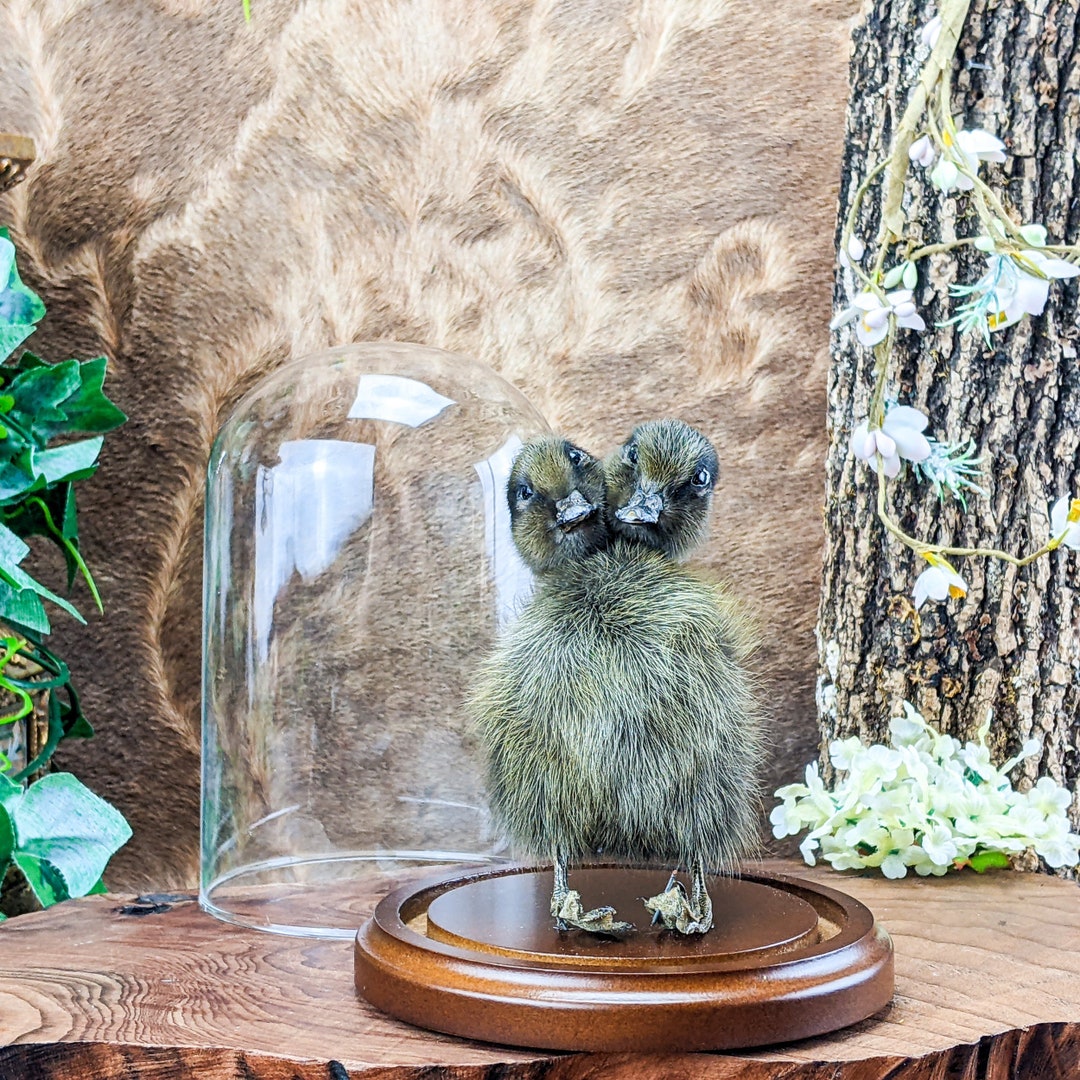 2 Two Headed Duck Duckling Display Dome Taxidermy Oddities Curiosities Gaff Educational Decor ...