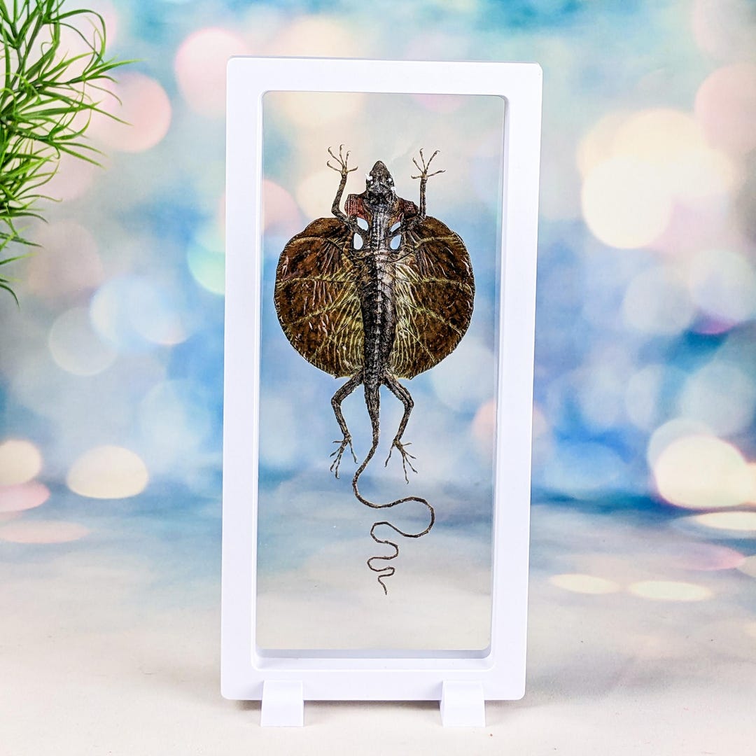 Red Draco Volans Lizard Taxidermy Floating Frame Shadowbox Display ...