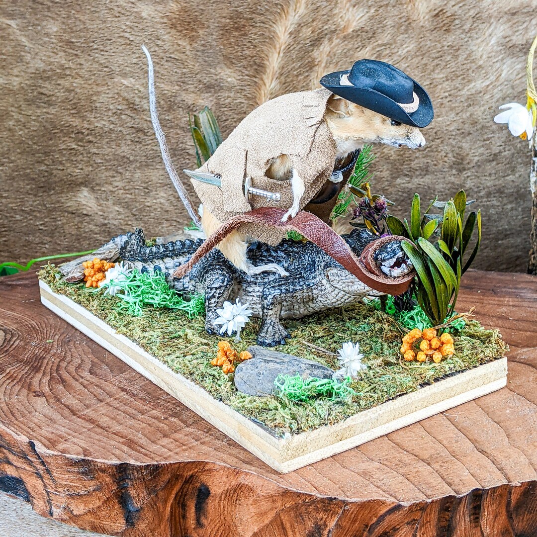 Crocodile Dandee Mouse Display Taxidermy Curiosities Oddities Specimen ...