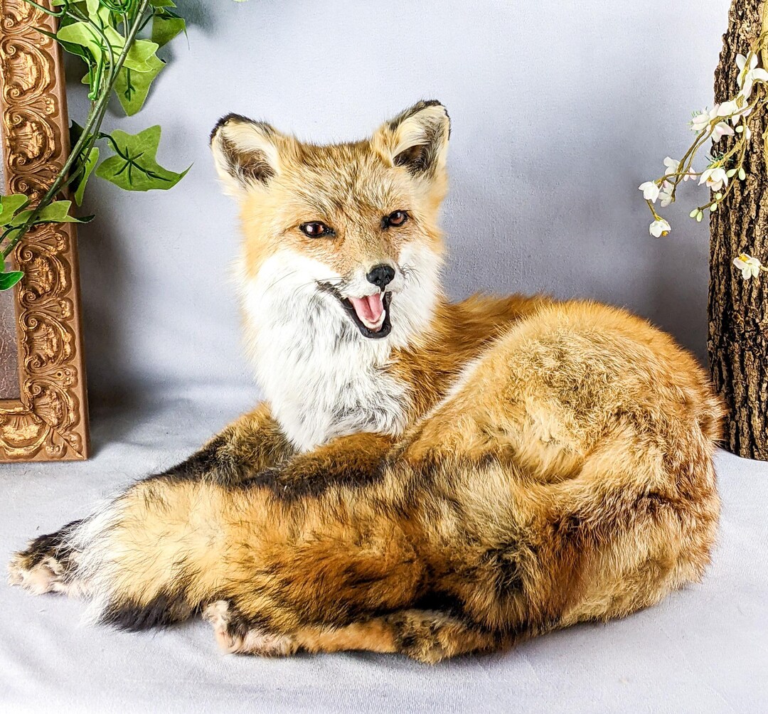 Amber Eyed Red Fox Taxidermy Mount Oddities Curiosities Display ...