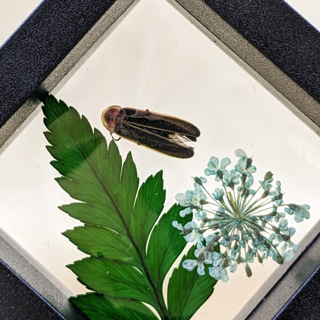 Firefly Lightening Bug Entomology Taxidermy Firefly Lightening Bug ...