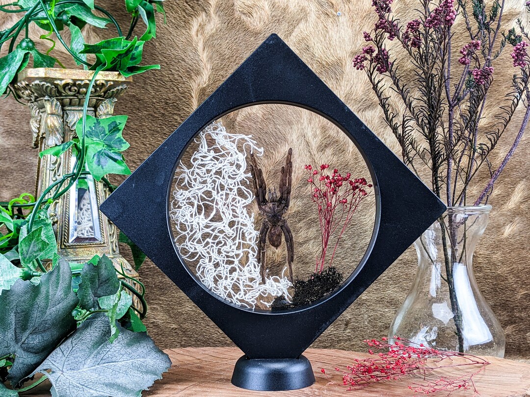 Tarantula Spider Floating Taxidermy Entomology Oddities Curiosities ...