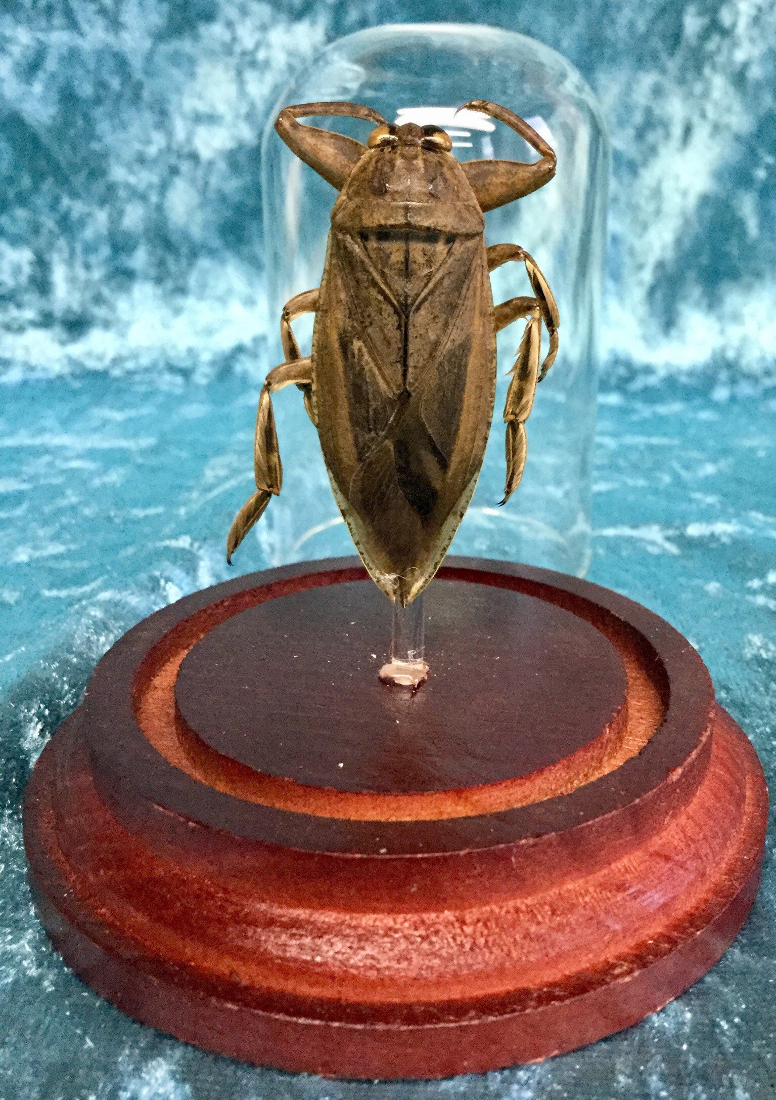 E9 Taxidermy Entomology Male Giant Water Bug Glass dome | Etsy