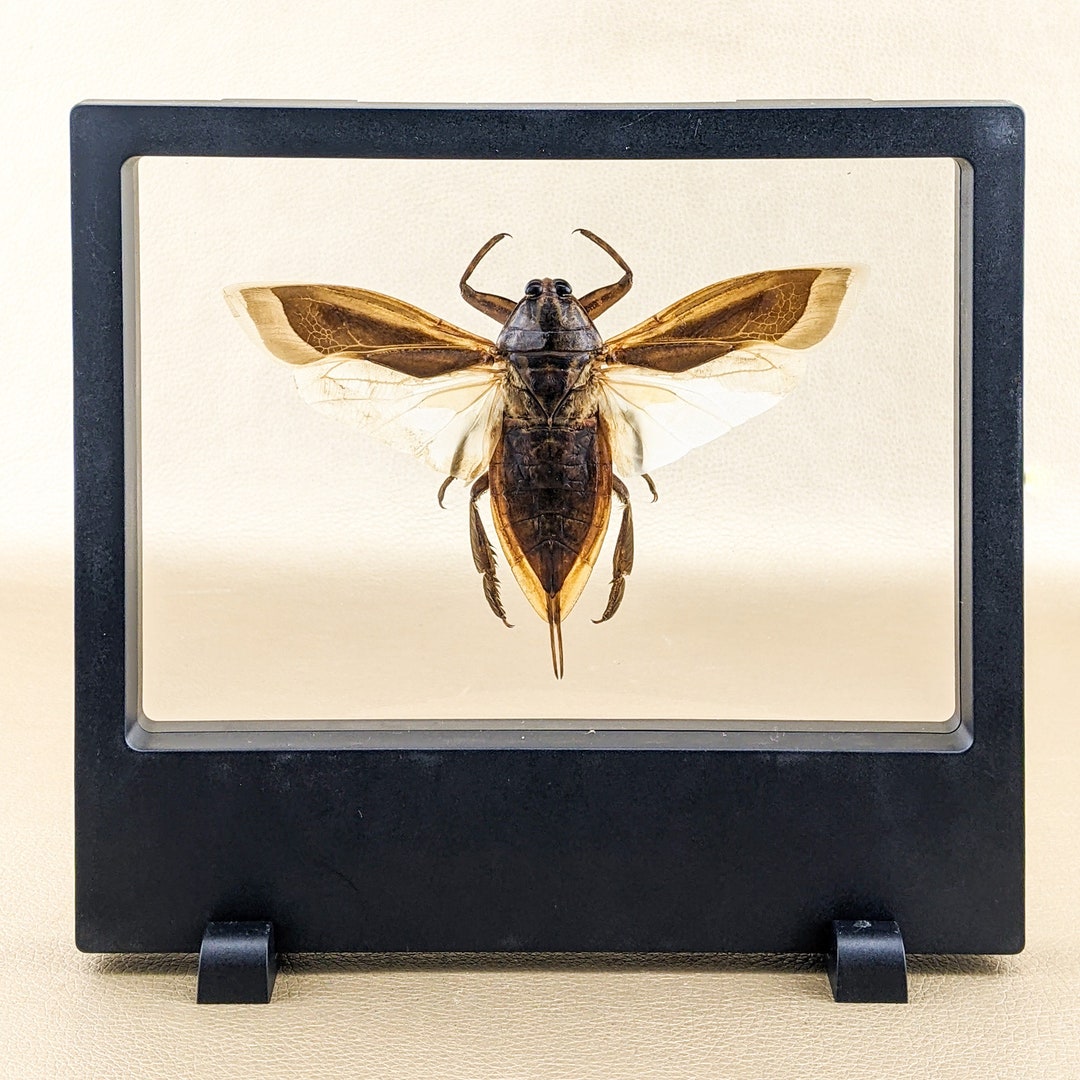 Water Bug Floating Beetle Display Entomology Taxidermy Oddities ...