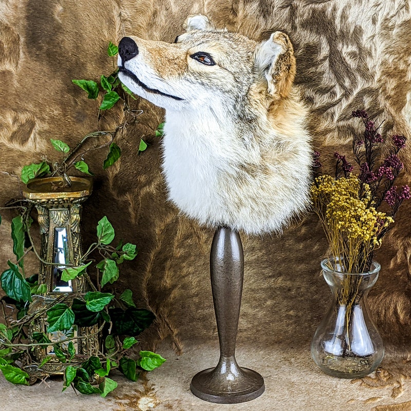 Wolf Head Wall Mount - Etsy