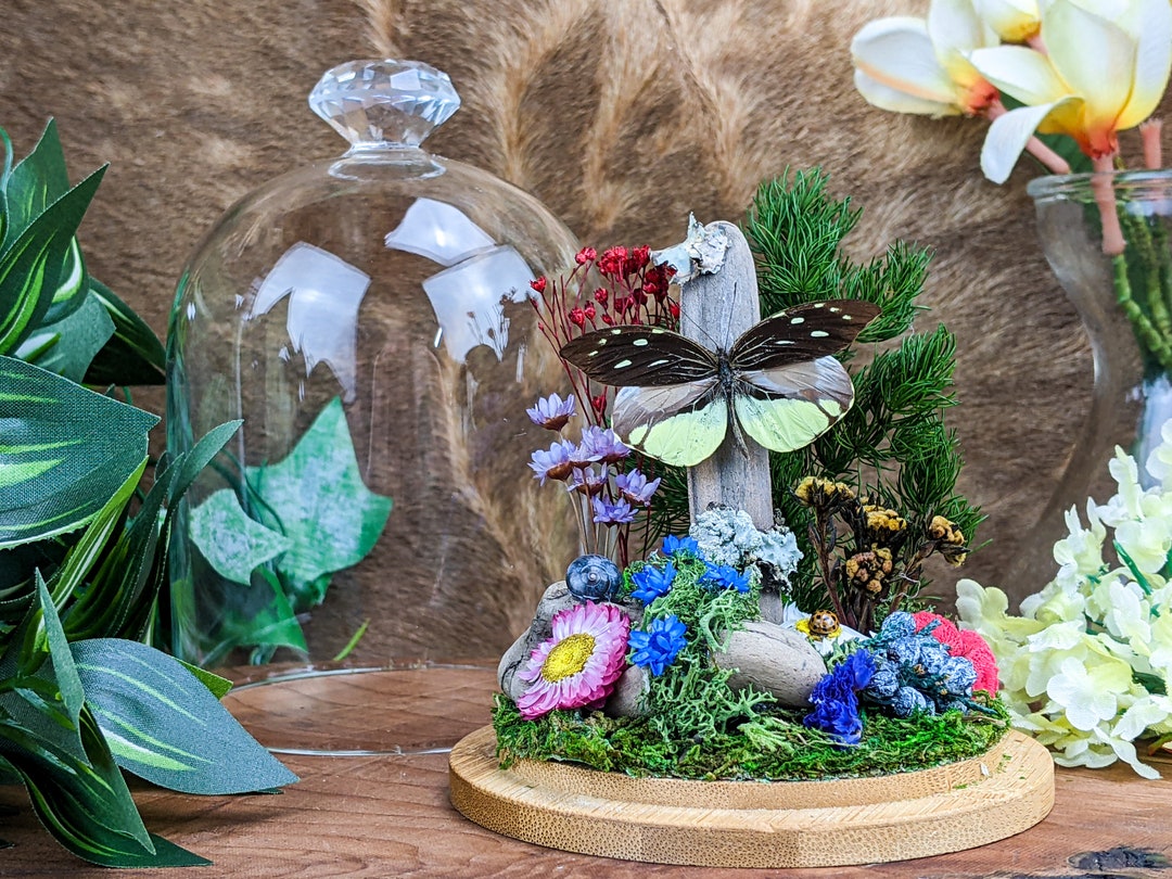 Frosted Mimic Butterfly Glass Dome Display Entomology Taxidermy ...