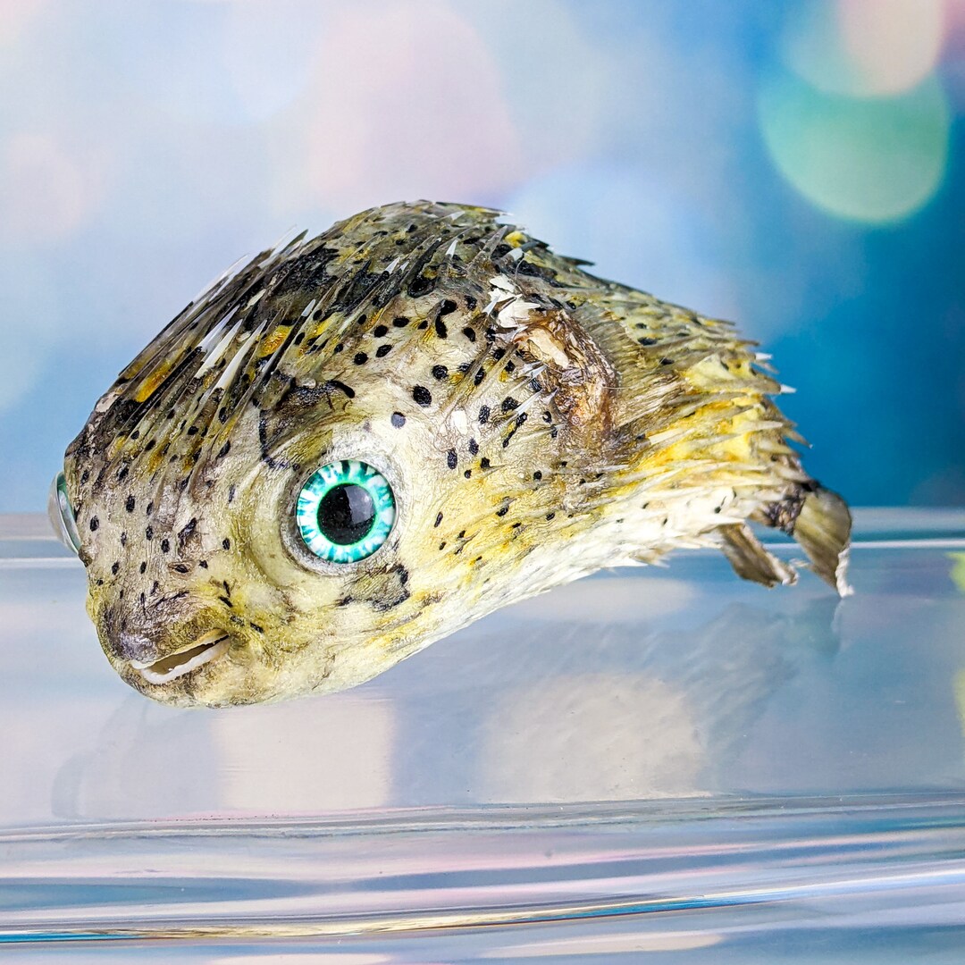 Porcupine Pufferfish Specimen Taxidermy Oddity Collectible Education Craft Specimen Marine Decor ...