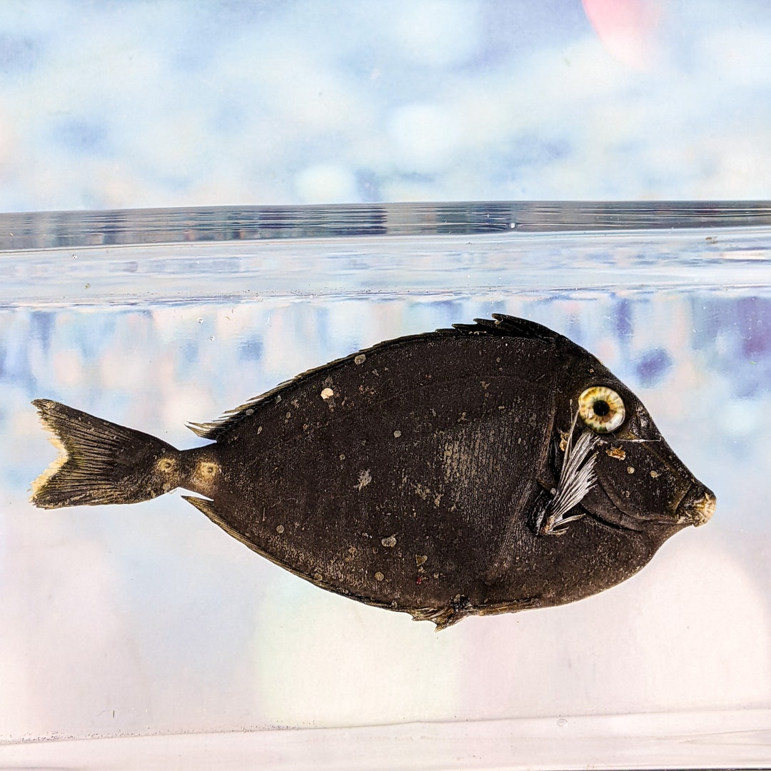 Black Tang Fish Specimen Taxidermy Oddity Collectible Educational ...