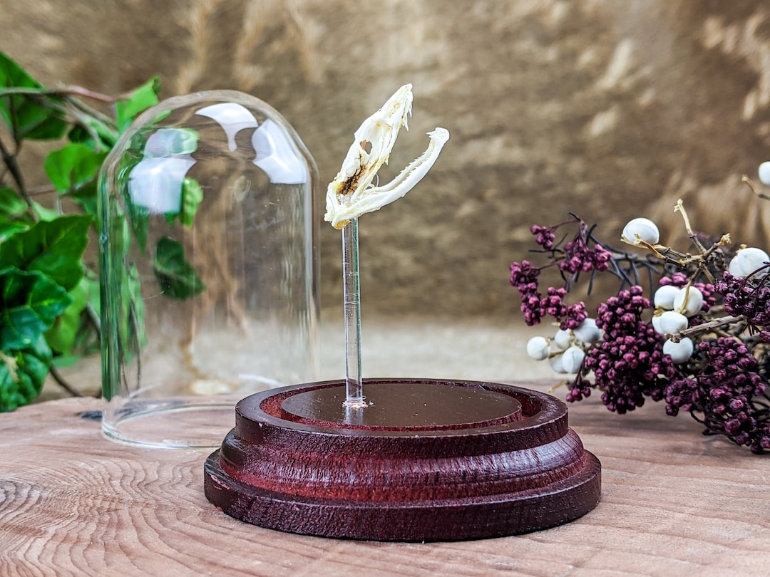 Vine Whip Snake Glass Dome Display Taxidermy Skull Oddities Curiosities ...
