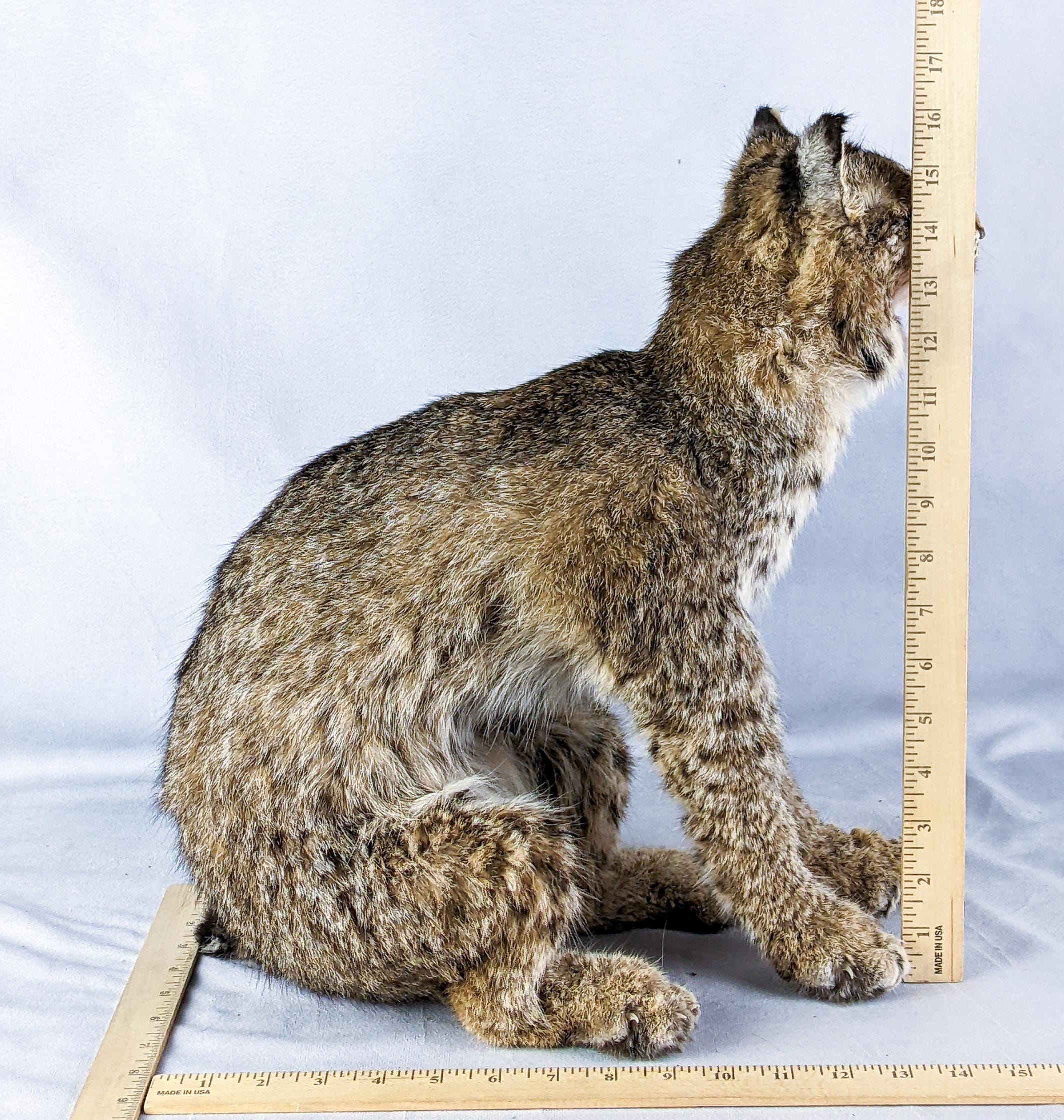 Blue Eyed Bobcat Taxidermy Mt Oddities Curiosities Collectible Display ...