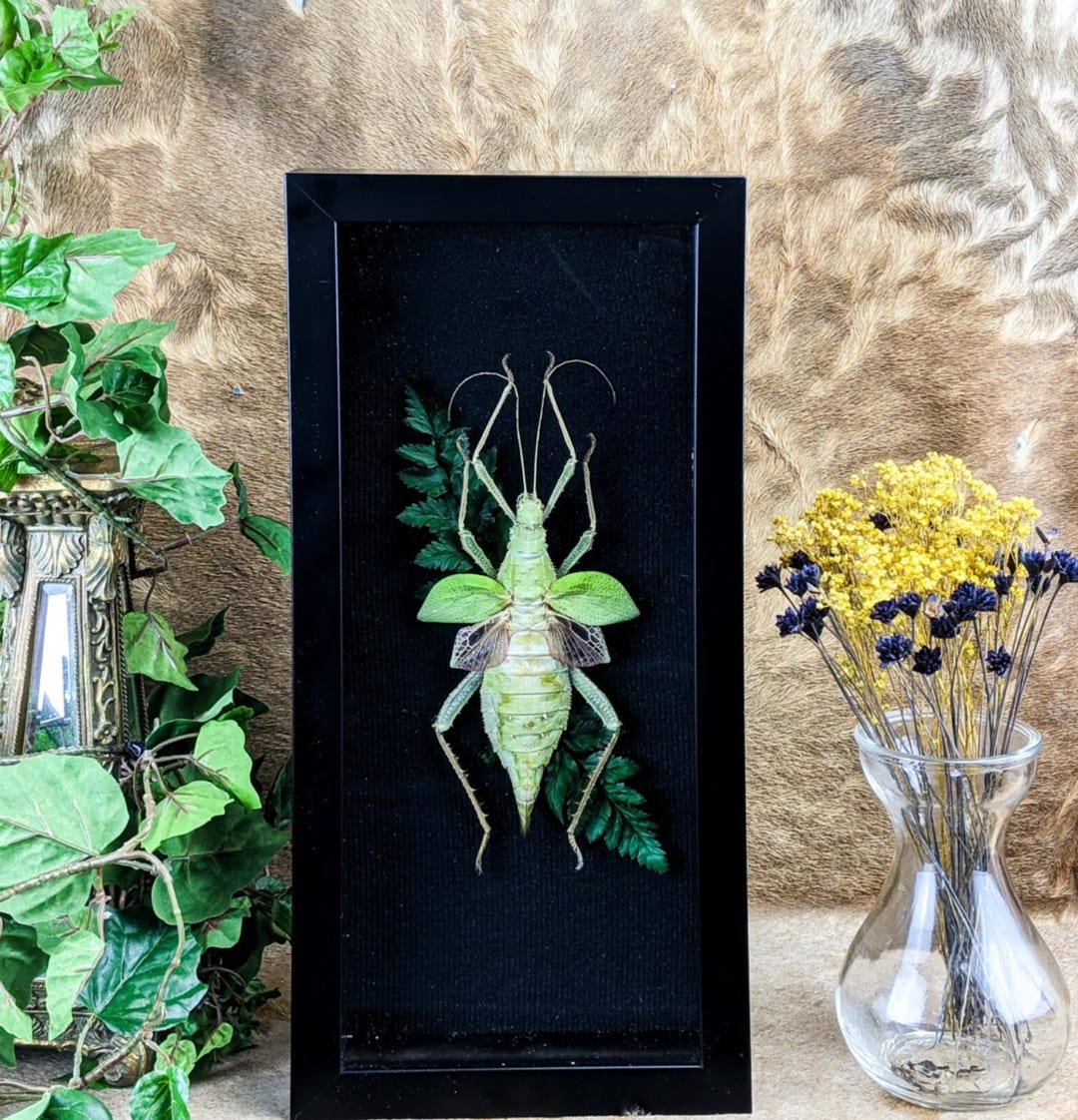 Stick Bug Malayan Jungle Nymph Stick Shadowbox Display Taxidermy ...
