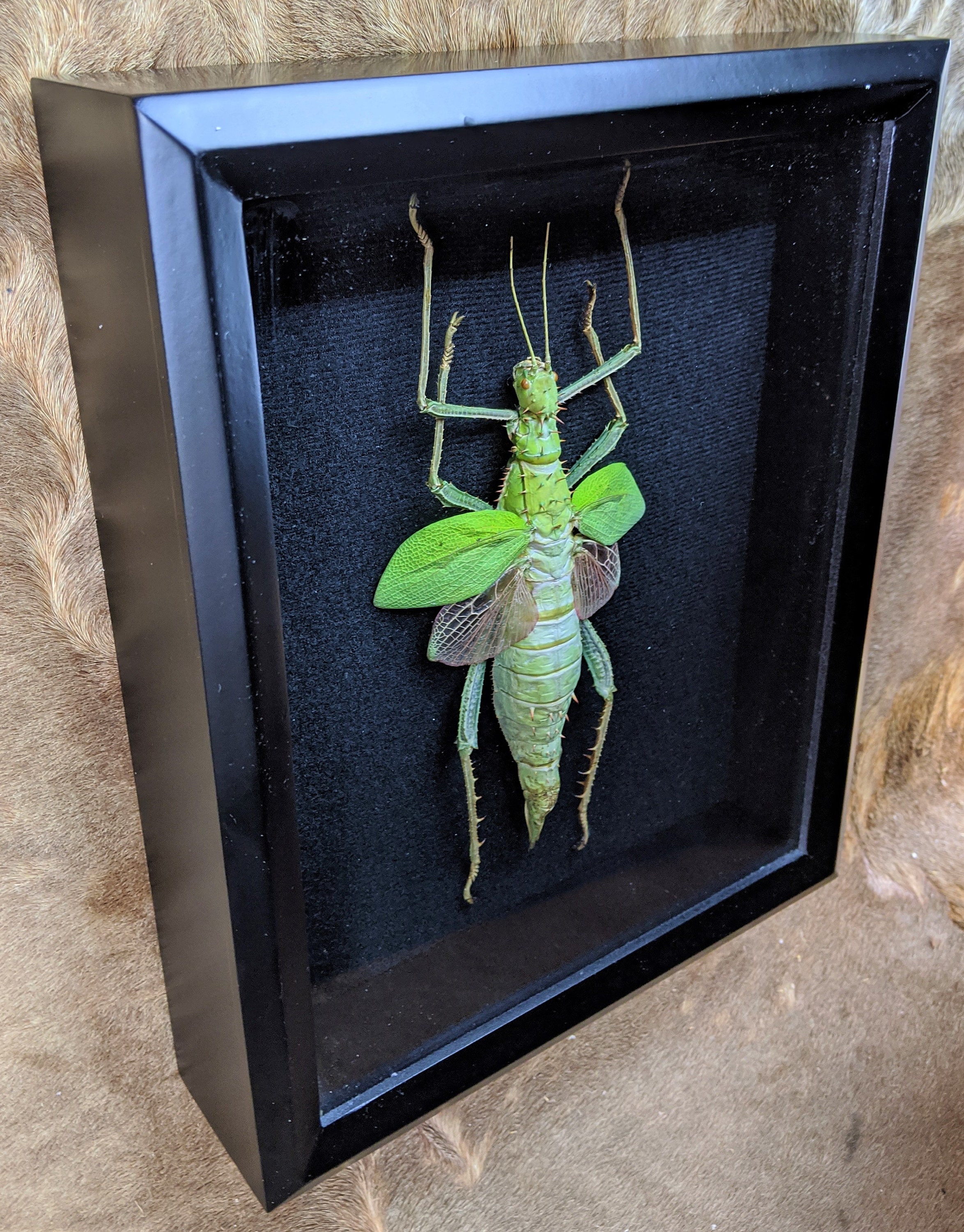 Giant Jungle Bugs