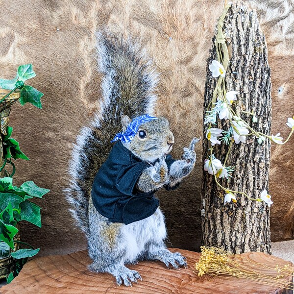 Taxidermy Squirrel - Etsy