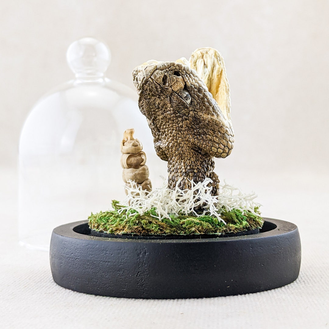 Rattlesnake Snake Head & Tail Taxidermy Oddities Curiosities Glass Dome ...
