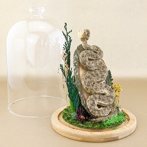 Z23d BABY Rattlesnake Glass Dome Display Snake Taxidermy Oddities ...