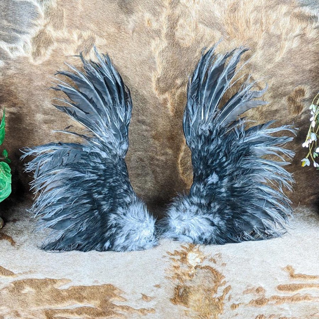 Silkie Chicken Rooster Fallen Angel Bird Wings Taxidermy Oddity ...