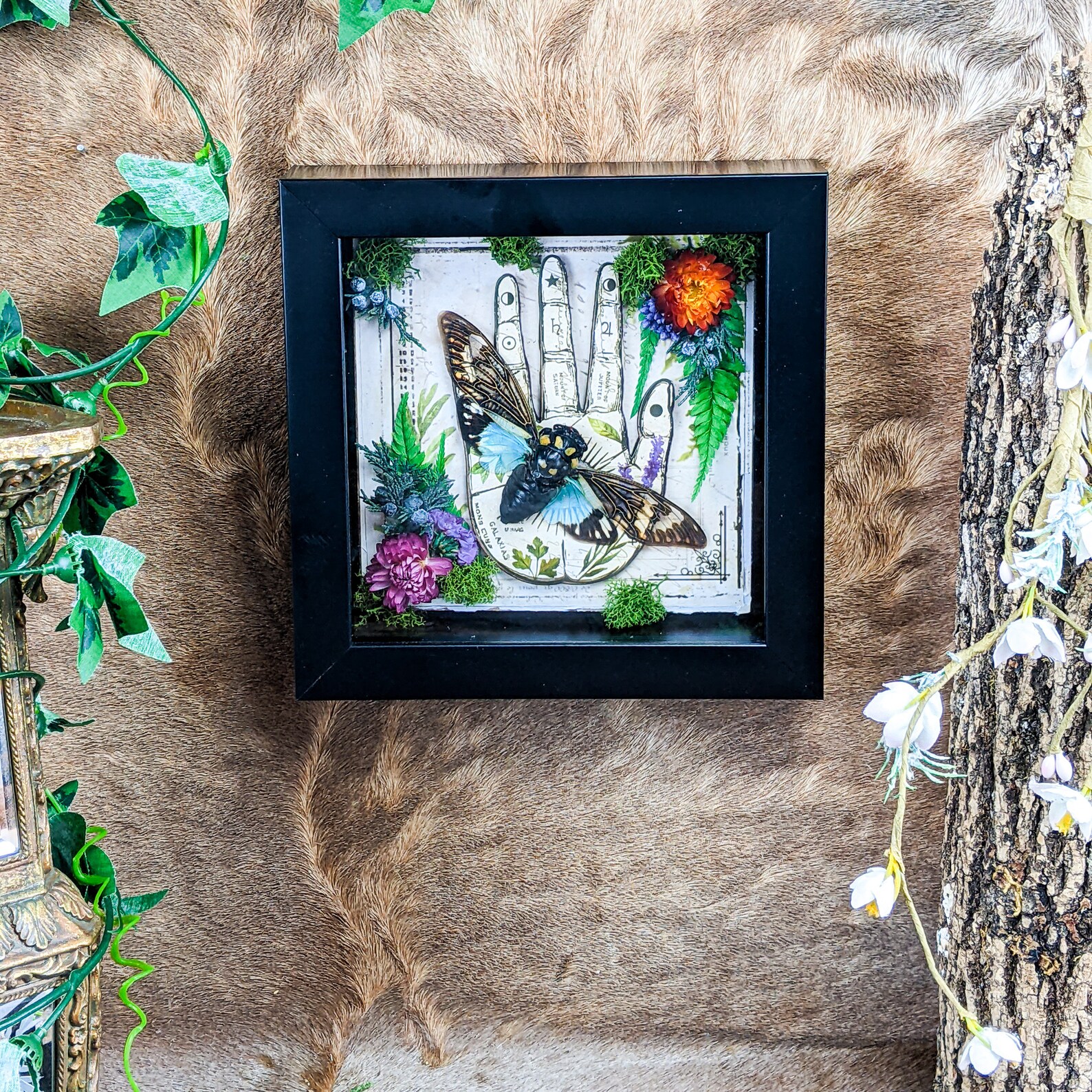 Tosena Splendida Cicada Shadowbox Display Entomology Taxidermy Oddity ...