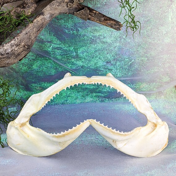 Home & Living W27i Taxidermy Oddities Curiosities Common Spinner Shark ...