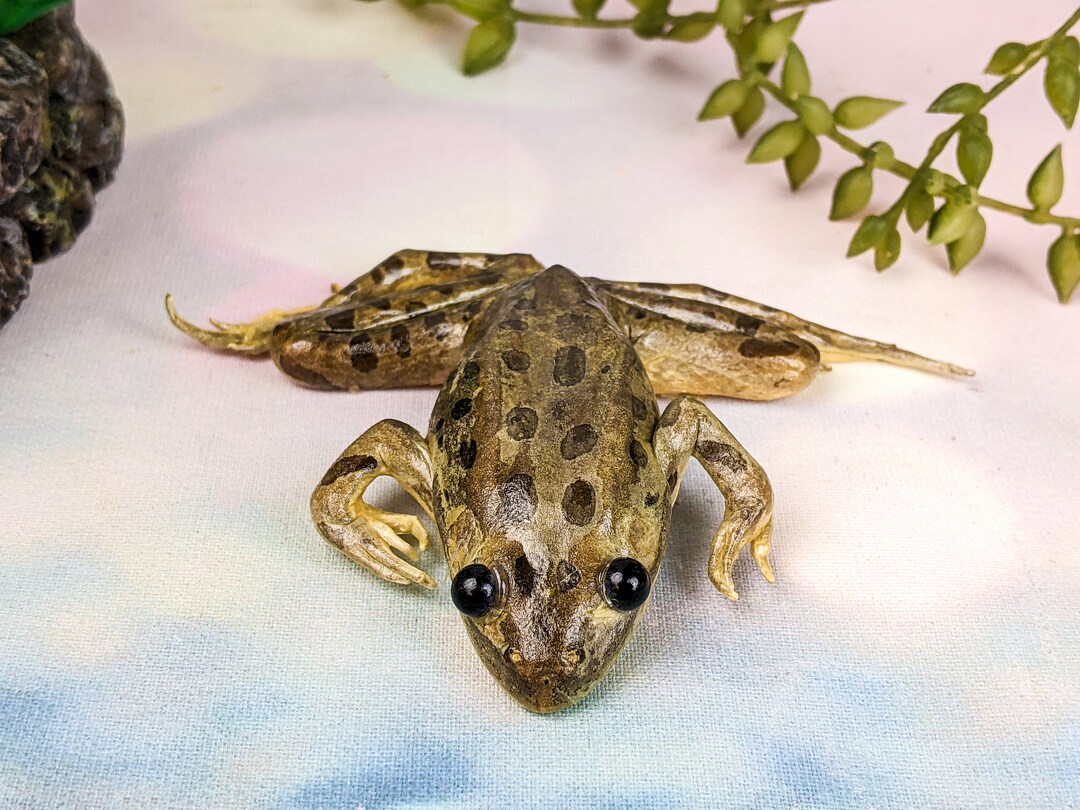 P41e LS Leopard Frog Taxidermy Specimen Curiosities Oddities - Etsy