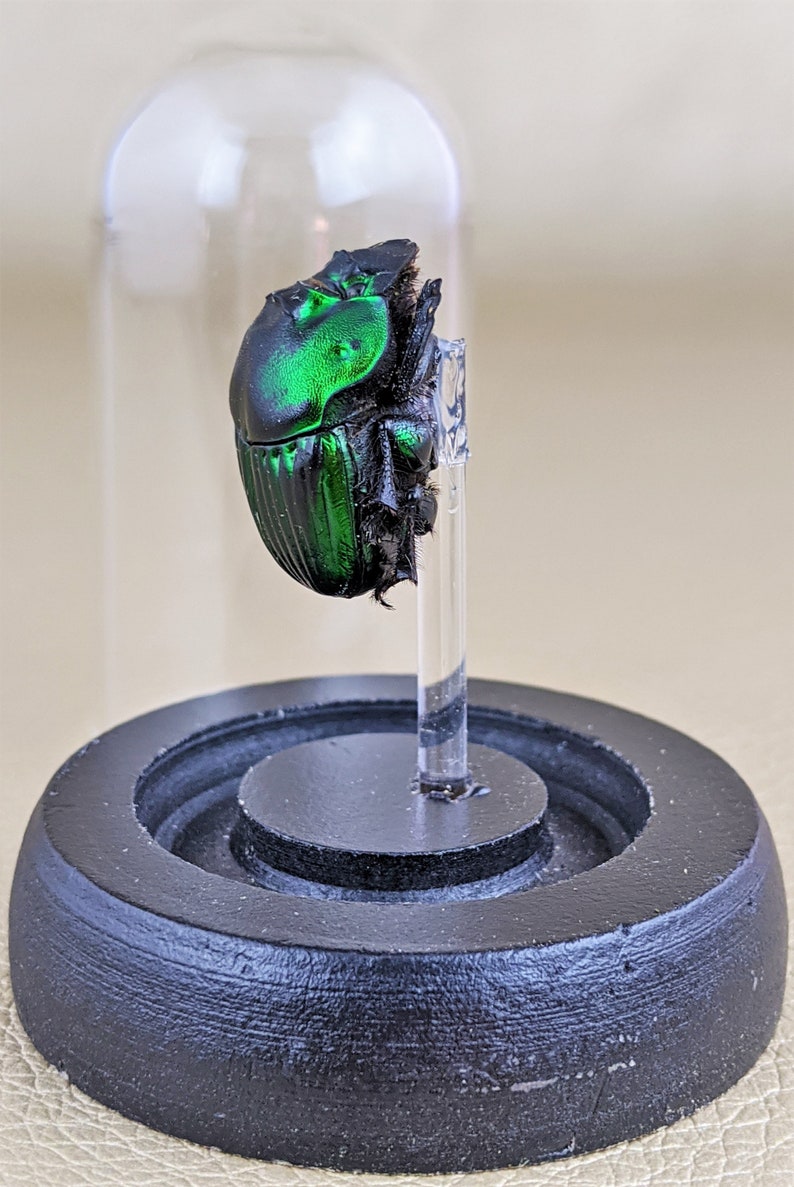 L1B Entomology Taxidermy Green FEMALE Phanaeus Demon Beetle - Etsy