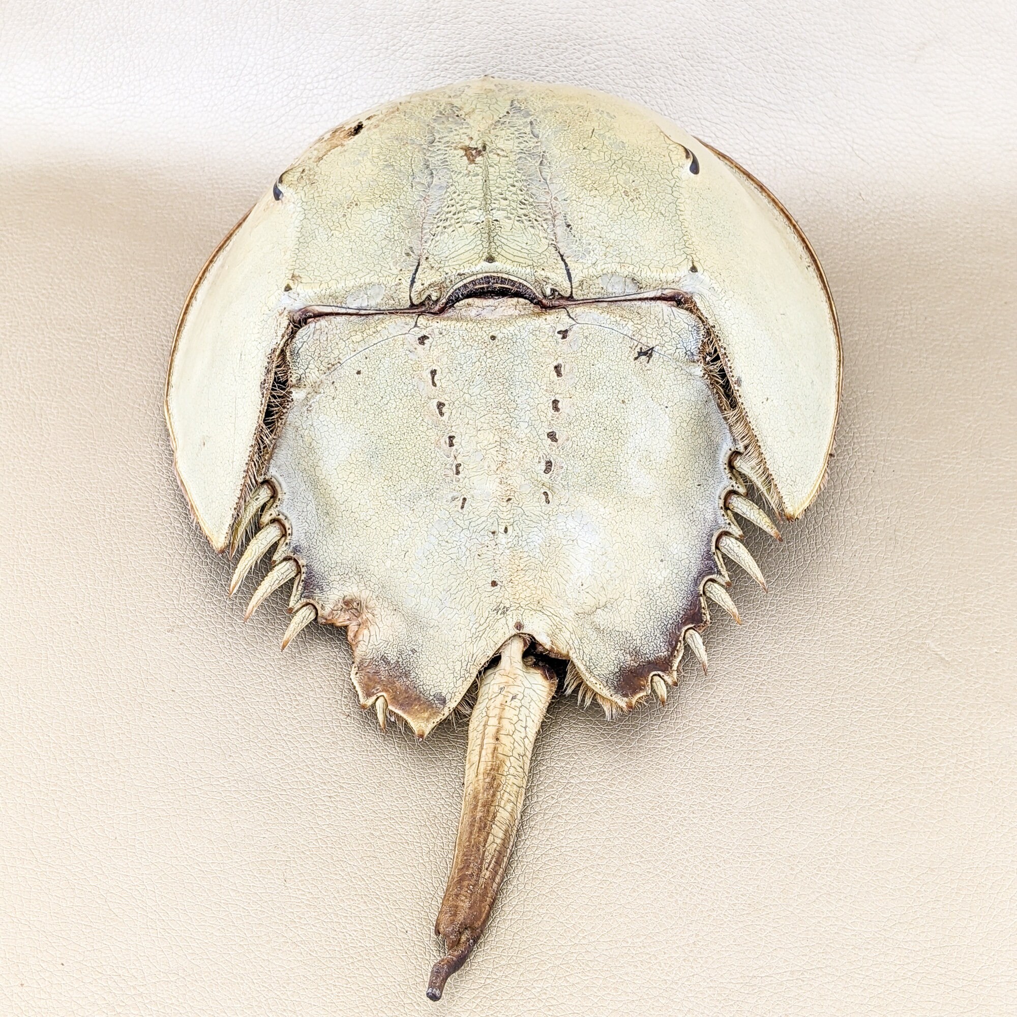 HSC15 DEFORMED Real Horseshoe Crab shell Oddities Curiosities | Etsy