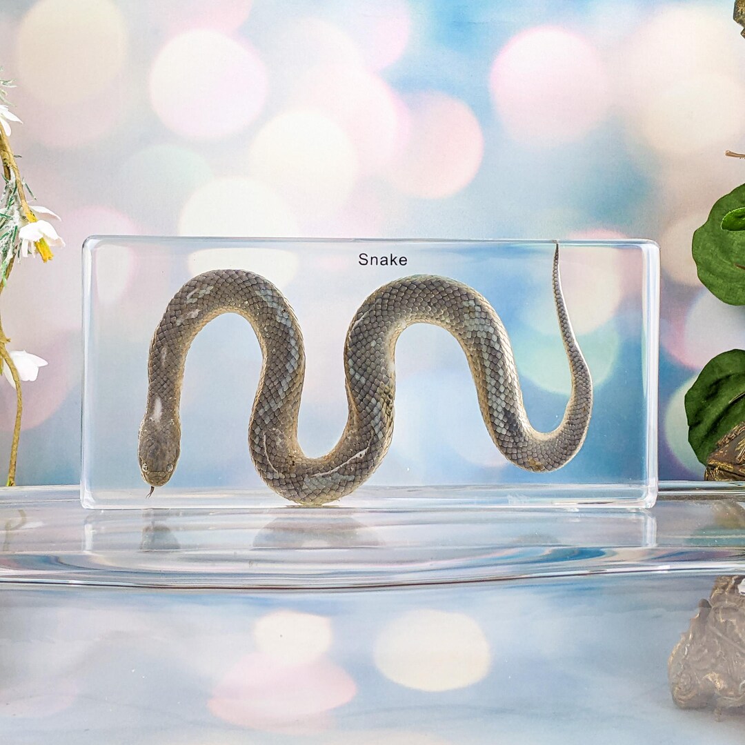 Chinese Water Snake Taxidermy Oddity Resin Paper Weight Collectible ...