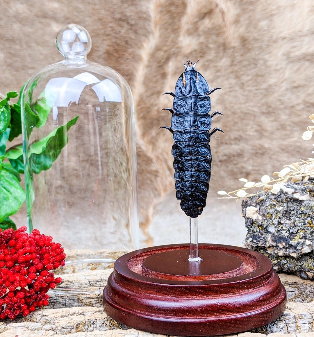Firefly Larva Glass Dome Display Entomology Taxidermy Oddities ...