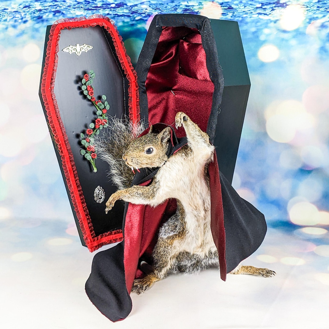 Dracula Squirrel With Coffin Taxidermy Décor Oddities Curiosity ...