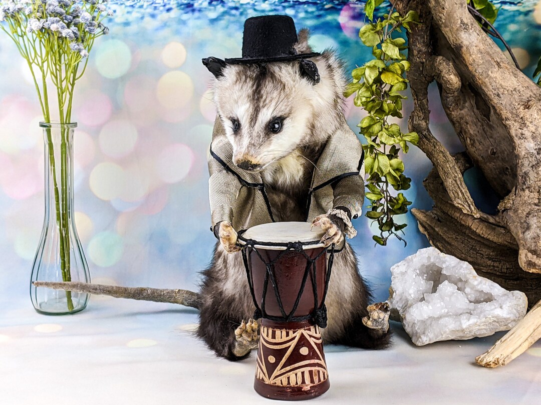 Opossum Bongo Player Taxidermy Oddities Curiosity Anthropomorphic ...