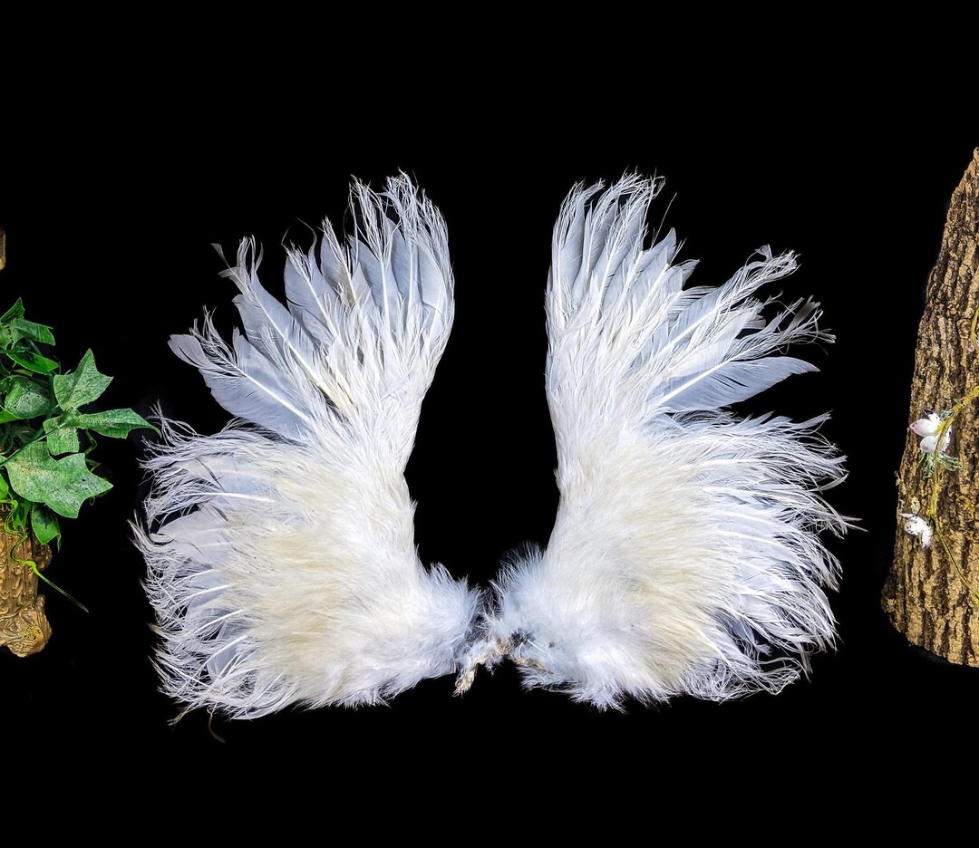 Silkie Chicken Rooster Fallen Angel Bird Wings Taxidermy Oddity ...