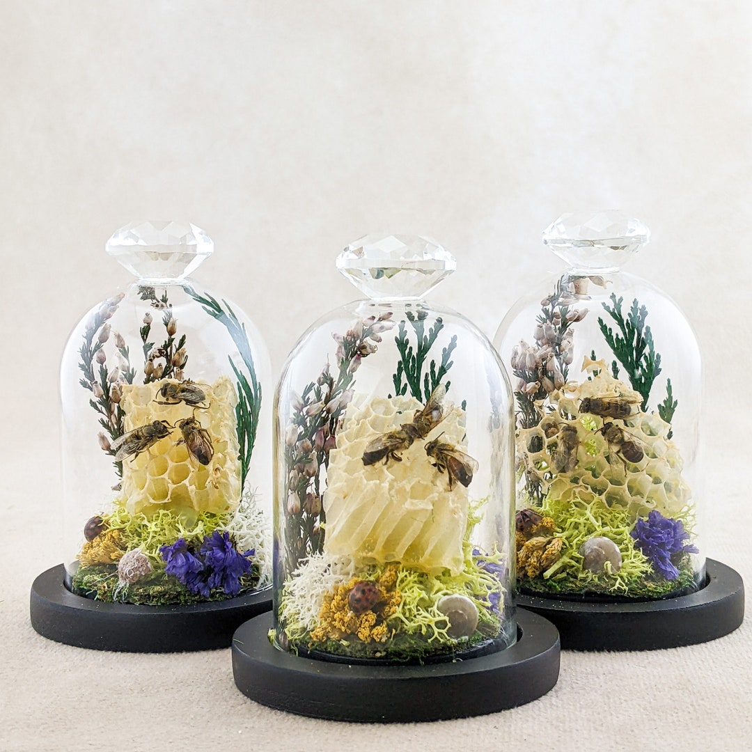 Honey Bees & Honey Comb Glass Dome Display Entomology Taxidermy ...