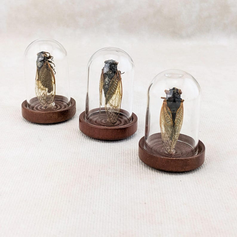 Locust Cicada Glass Dome Display Entomology Taxidermy Oddities ...