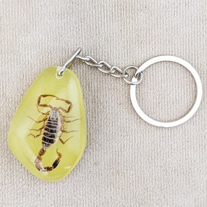 Striped Bark Scorpion Resin Taxidermy Key Chain Curiosities Oddities ...