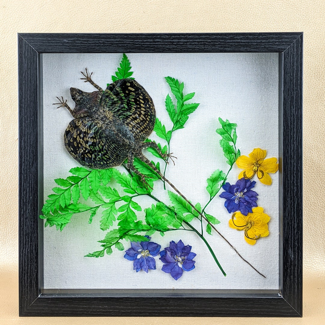 Draco Volans Lizard Floating Display Taxidermy Oddities Curiosities ...