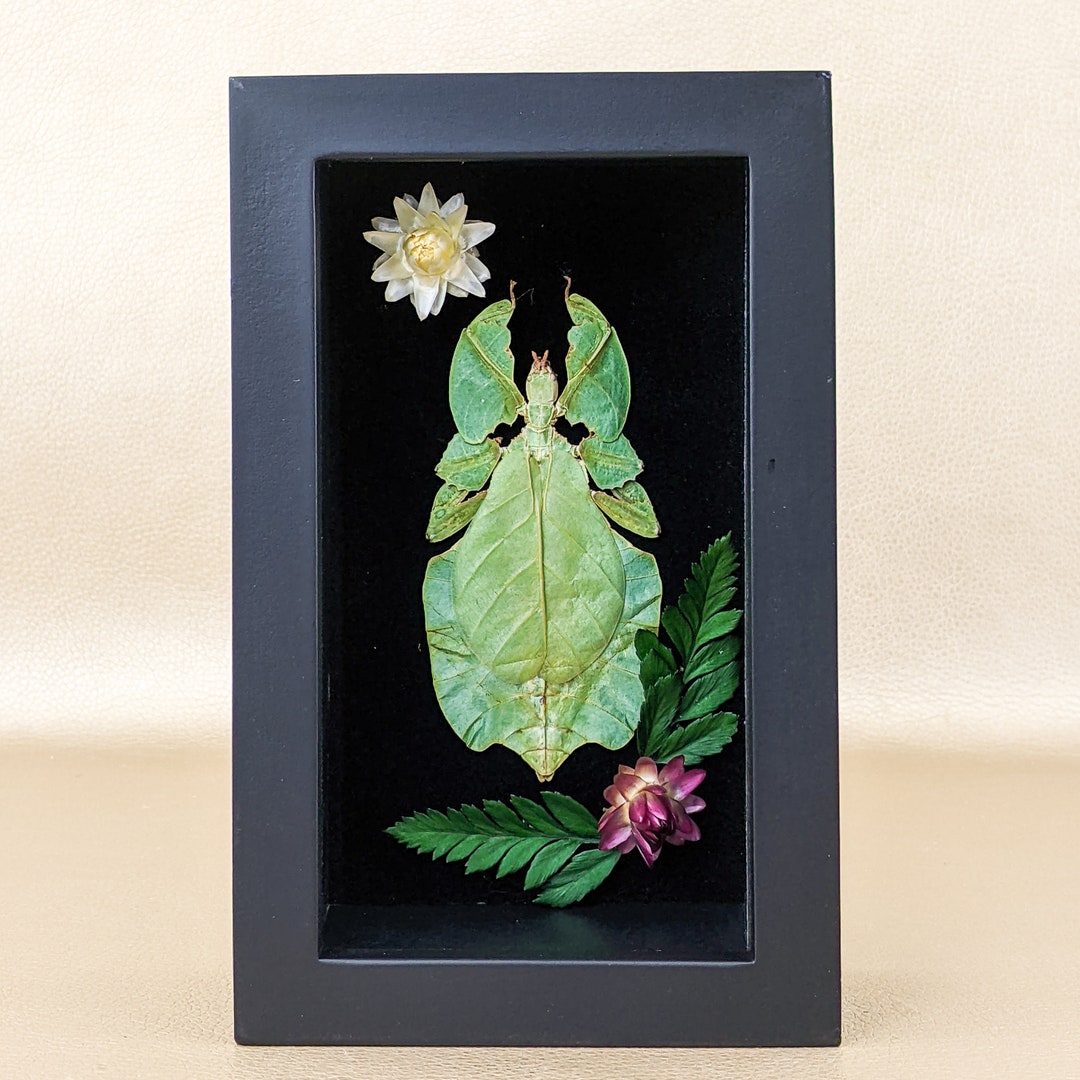 Leaf Mimic Shadowbox Frame Decor Entomology Taxidermy Oddities ...