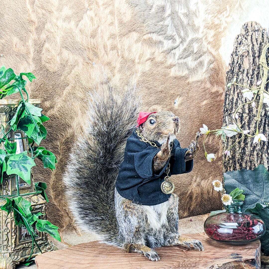 L44j Grey Squirrel Thug Flipping Bird Giving Finger Taxidermy - Etsy