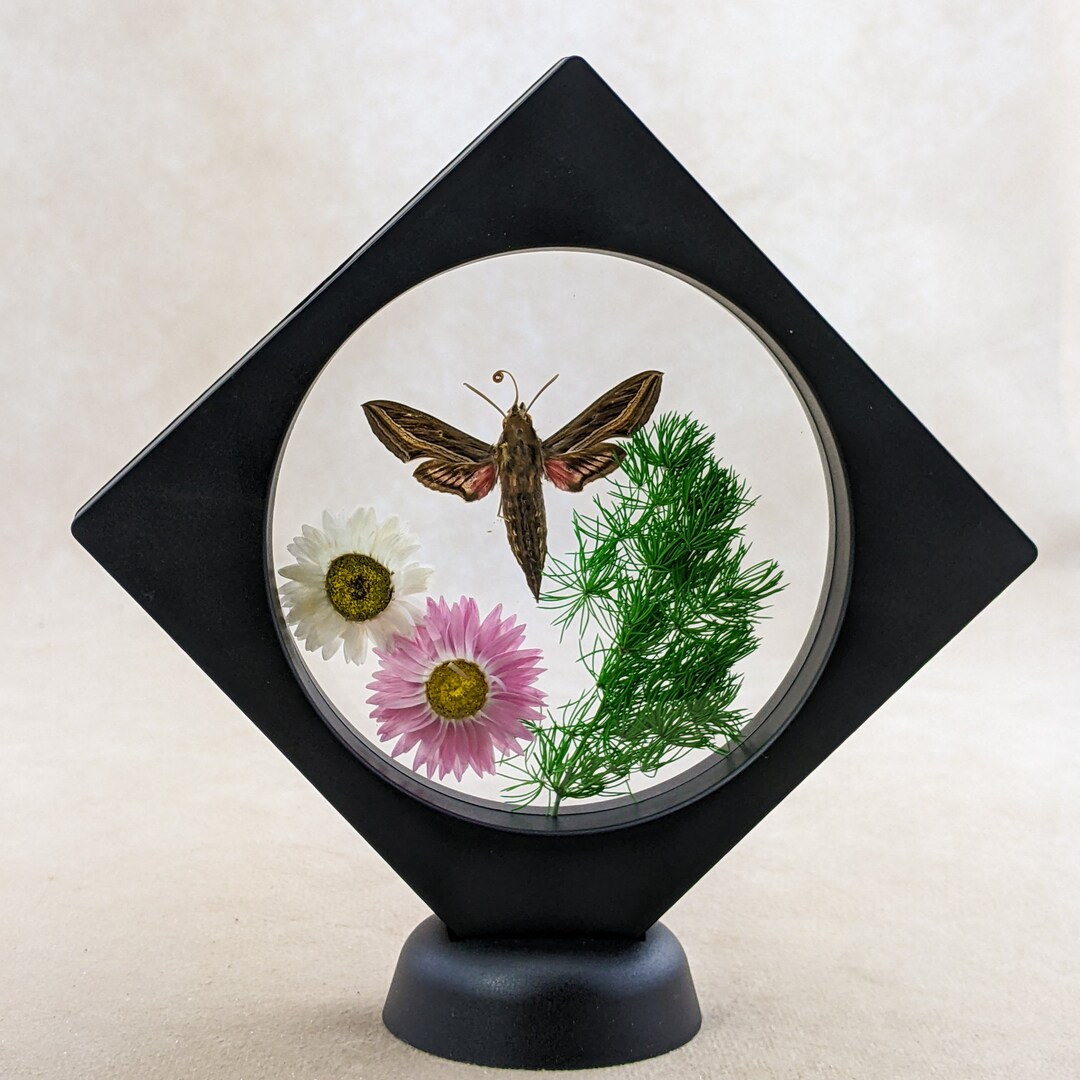 Elephant Hawk Moth Floating Display Deilephila Elpenor Entomology ...