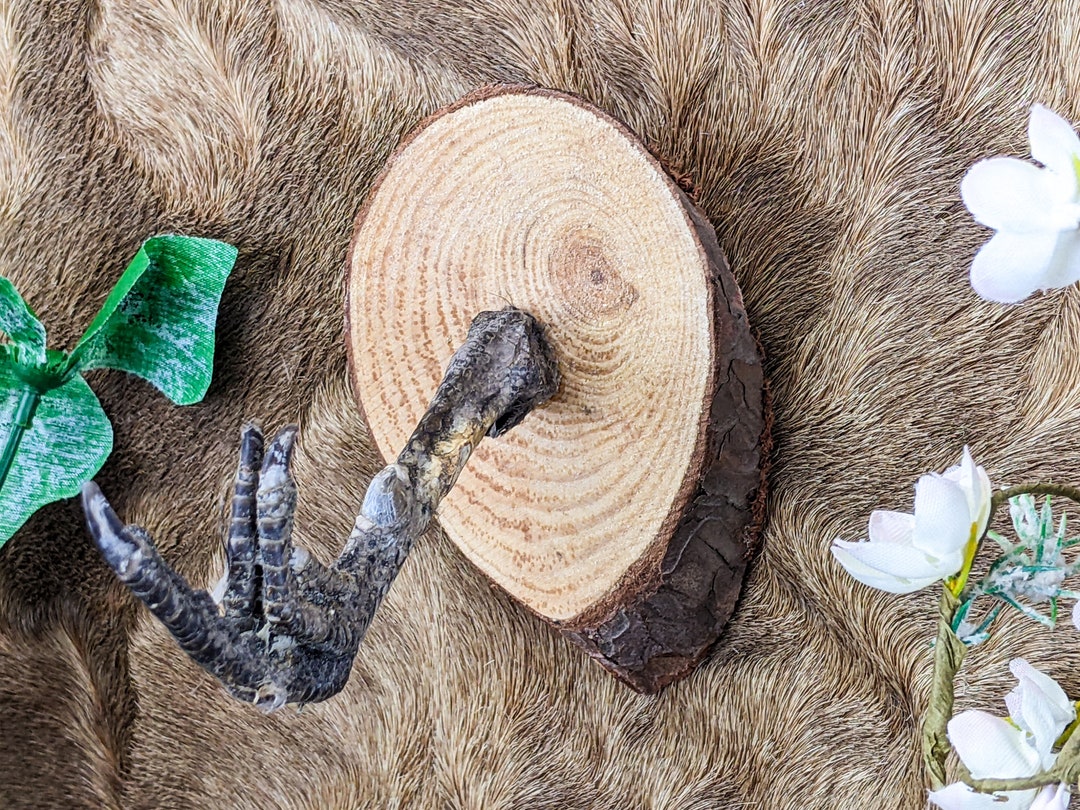 U38e Pheasant Foot Claw Finger Flipping the Bird Wall Hanging - Etsy