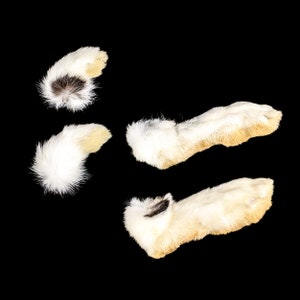 Rabbit Feet Craft Taxidermy 1 Set of 4 Real Matched Fur Bunny Oddities ...