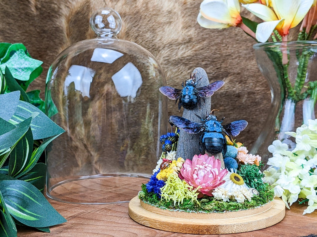 Y34f 2 Blue Carpenter Bee Glass Dome Display Oddities Decor Entomology ...