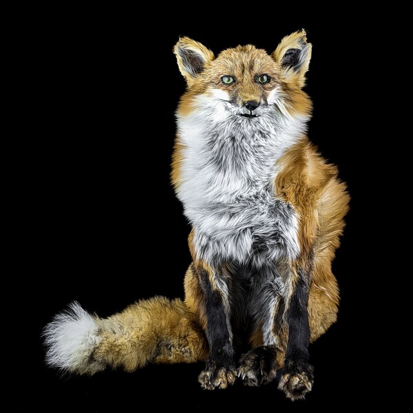 Fox Taxidermy - Etsy