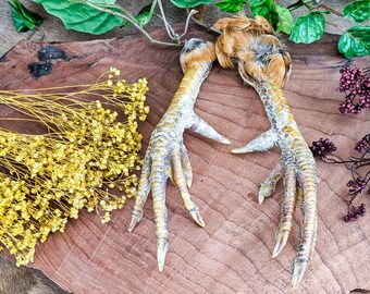 Bird Feet Costume - Etsy