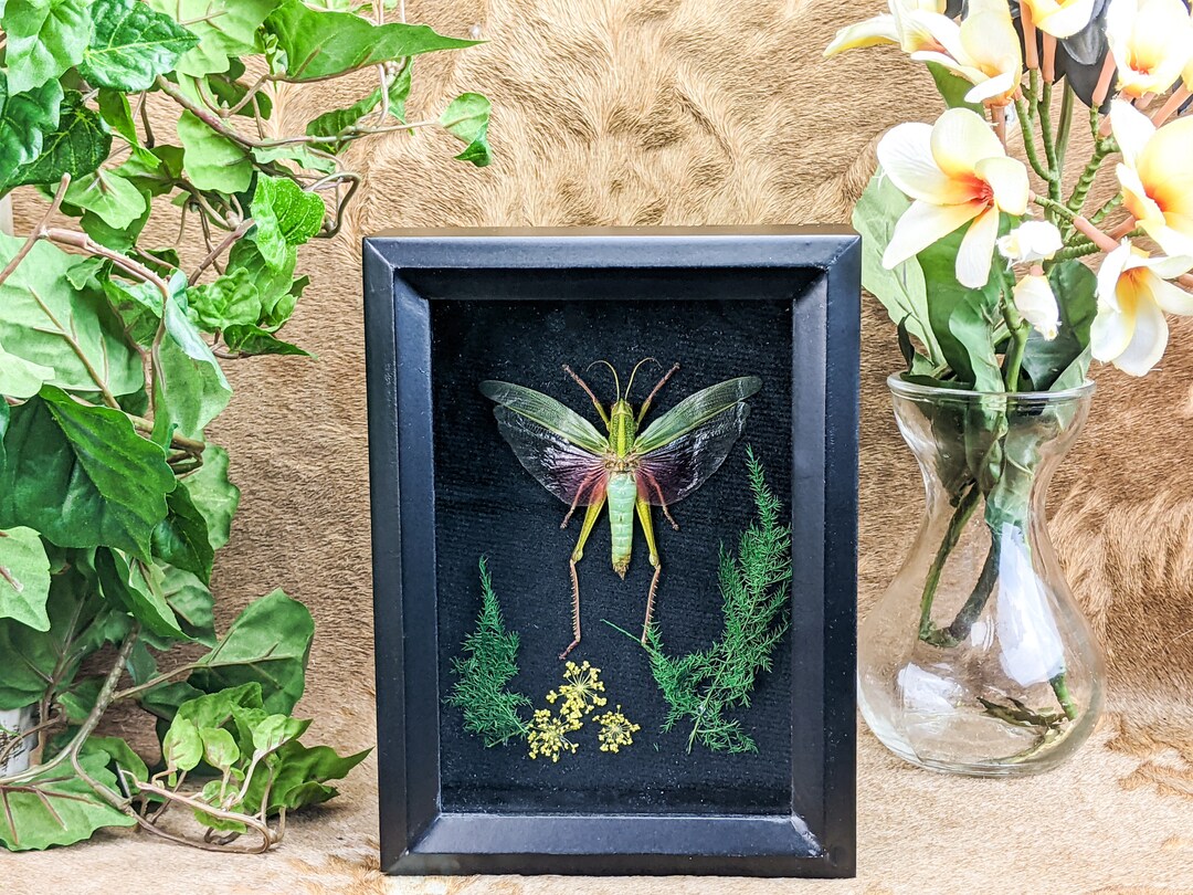 Y55H LG Grasshopper Spread Home Decor Framed Display Specimen Entomology Taxidermy Oddities ...