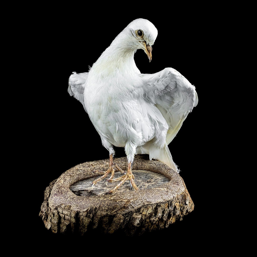 Rock Pigeon Bird C Livia Dove Taxidermy Oddities Curiosities ...