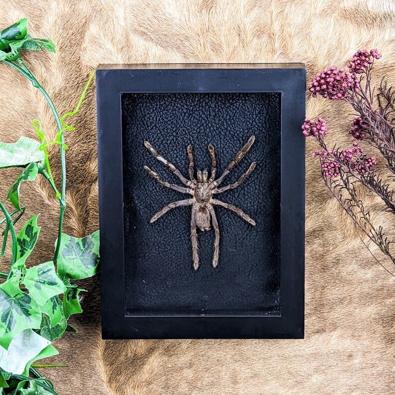 Tarantula Spider Arachnid Collectible Shadowbox Entomology Taxidermy ...