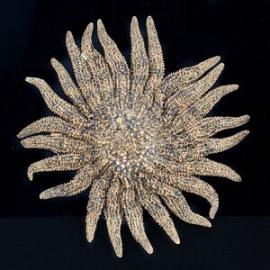 Y50c Multileg Sea Star STARFISH Taxidermy Oddities Curiosities ...