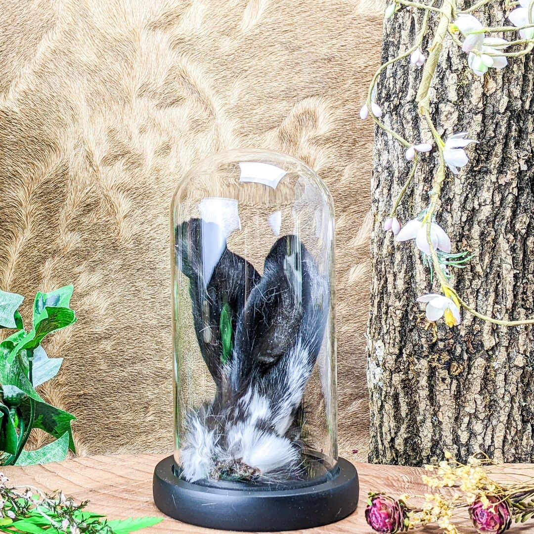 Bunny Rabbit Ears Glass Jar Display Specimen Taxidermy Oddities ...