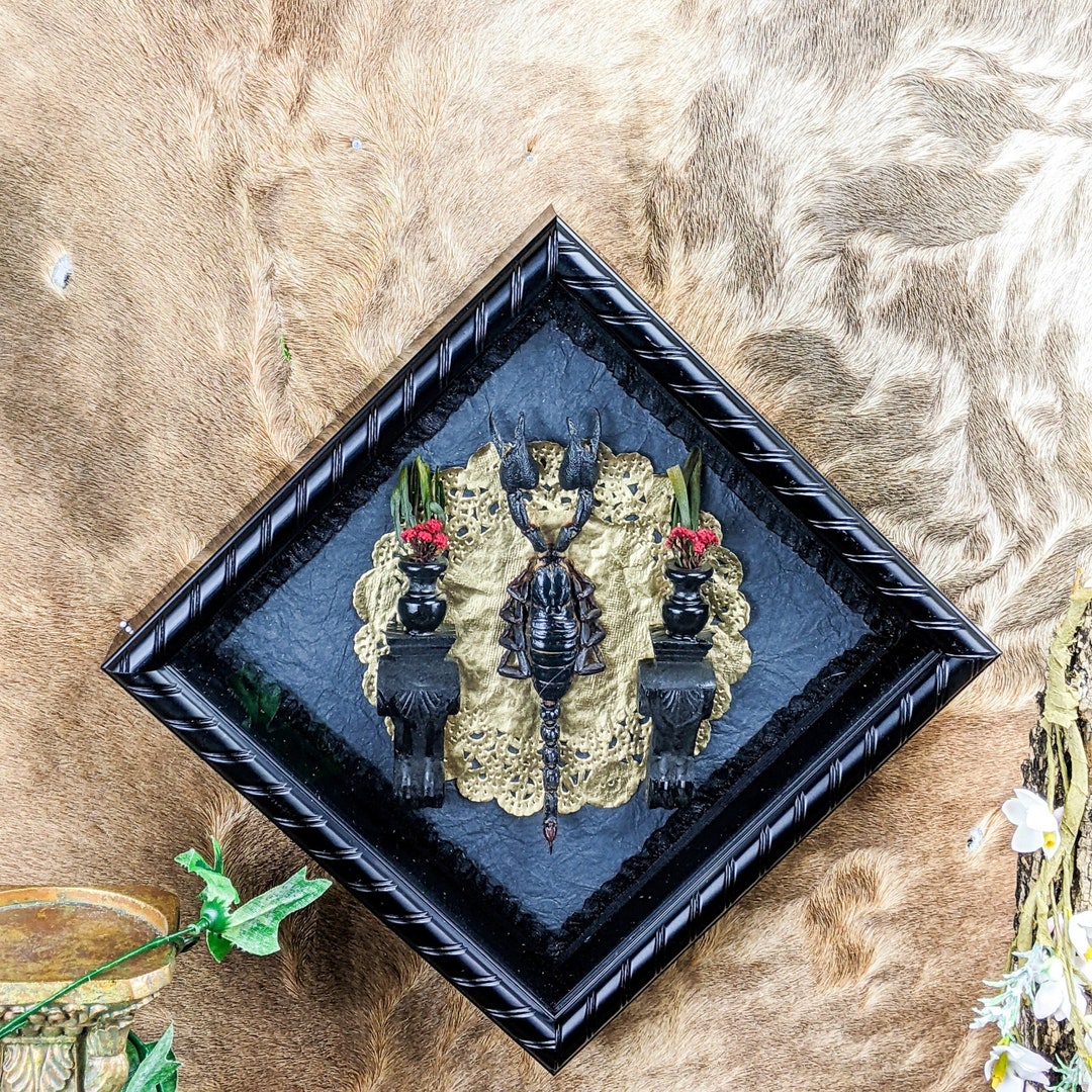 Asian Blue Forest Scorpion Entomology Taxidermy Oddities Curiosities ...