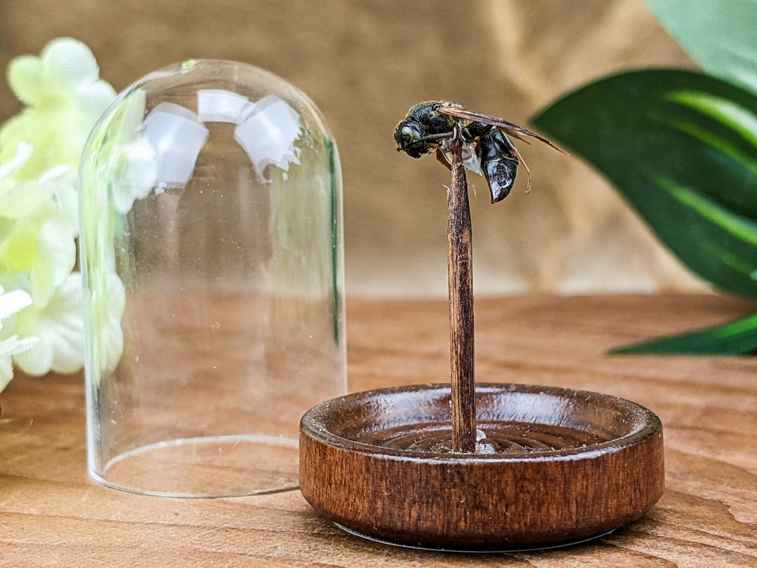 D17e Potter Wasp Glass Dome Specimen Entomology Taxidermy Oddities ...
